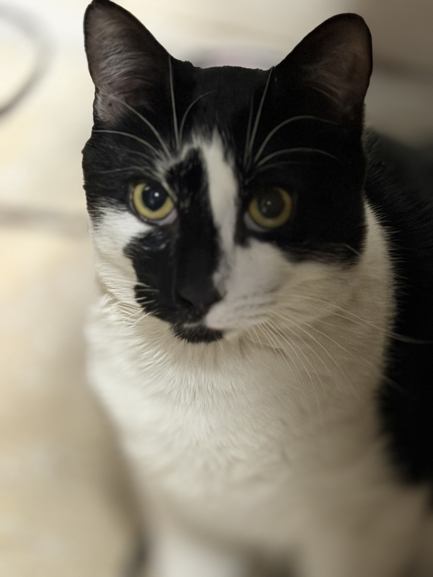 Caring for River: Our Journey with His Heart Condition – My Little Red Bike