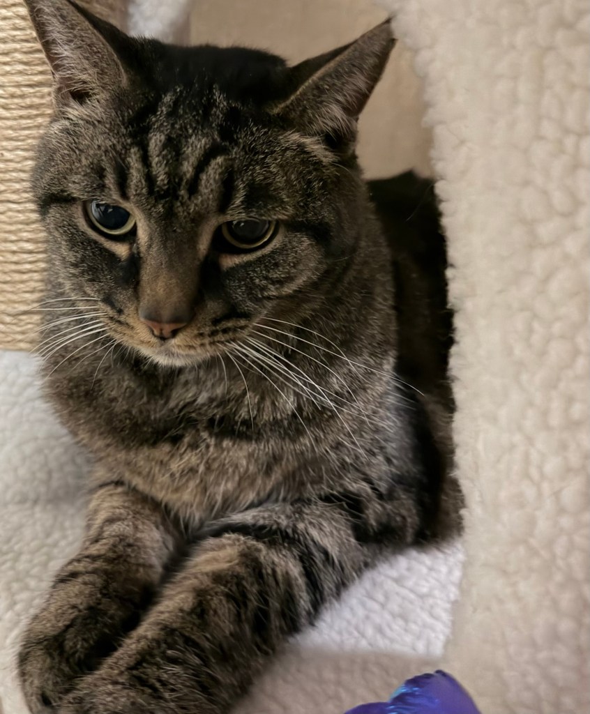 Caring for River: Our Journey with His Heart Condition – My Little Red Bike